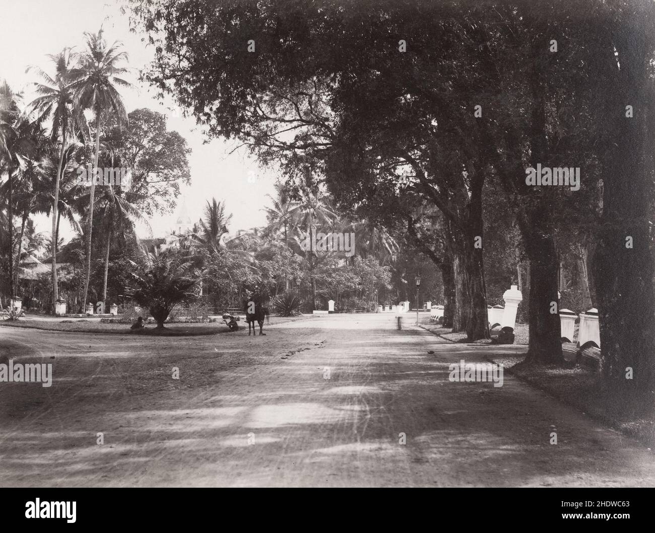 Vintage 19th century photograph: Dutch East Indies, Indonesia: avenue ...
