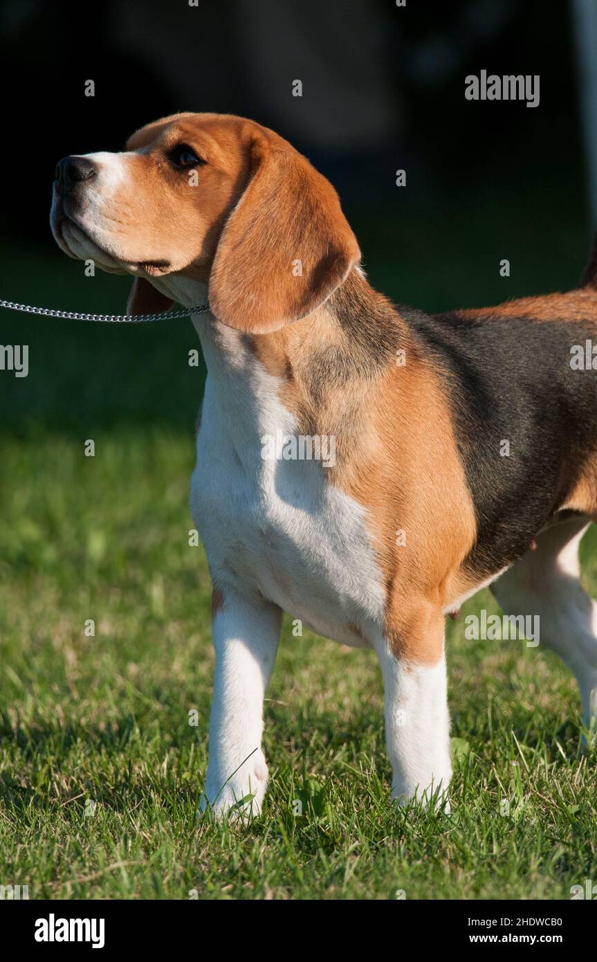Beagle standing ready at dog show Stock Photo - Alamy