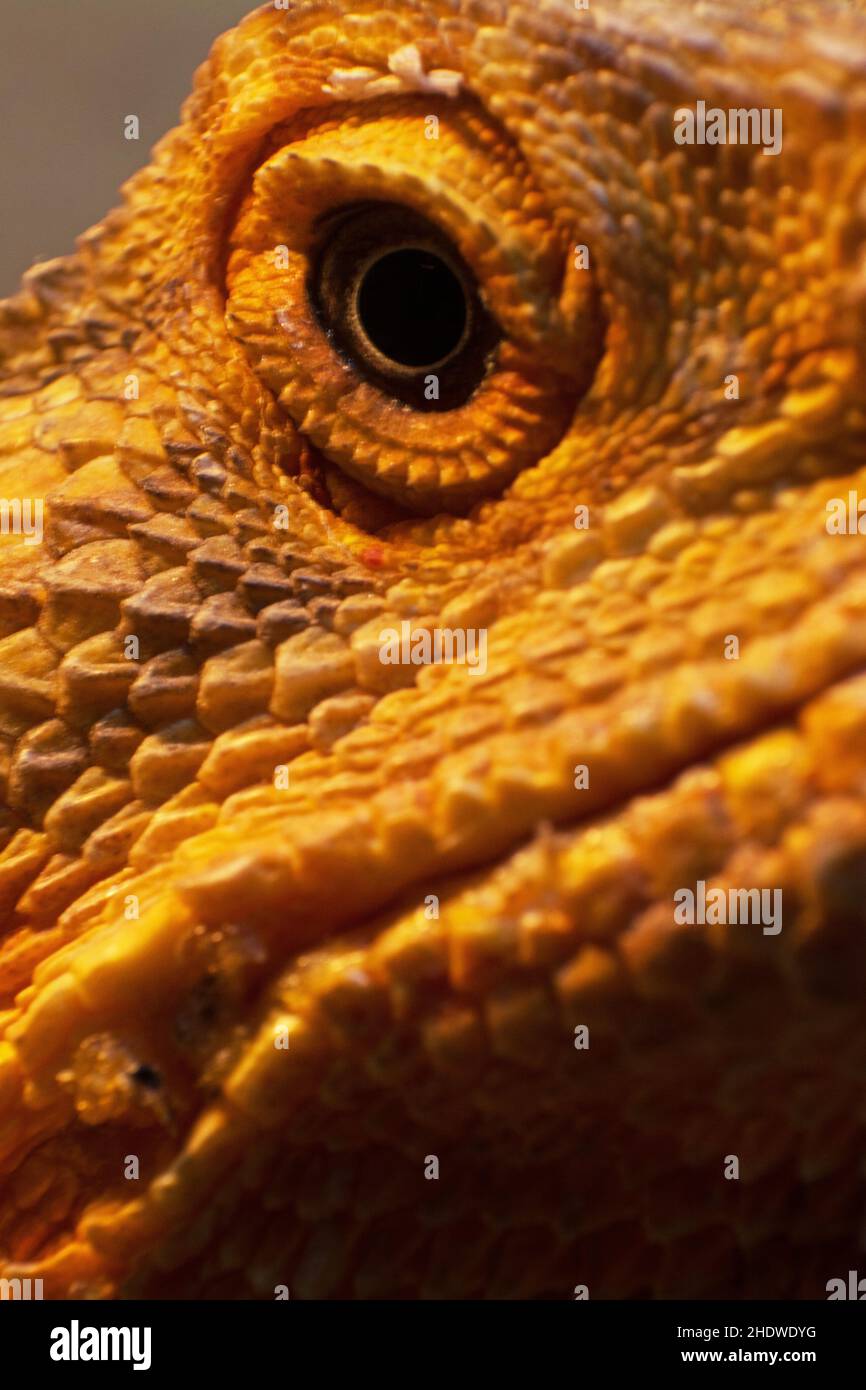 lizard, bearded dragon, lizards, bearded dragons Stock Photo - Alamy