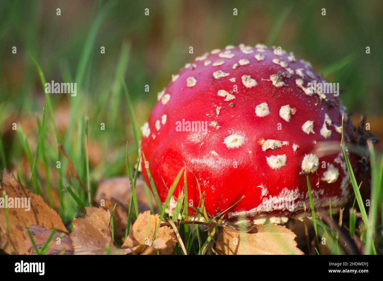 fly agaric, toadstool, fly agarics, toadstools Stock Photo - Alamy
