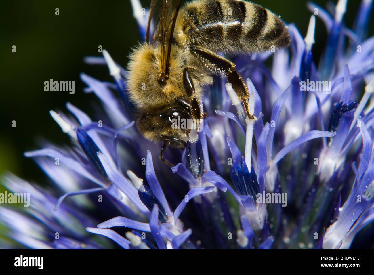 bee, honey bee, pollination, bees, honey bees, pollinations Stock Photo ...