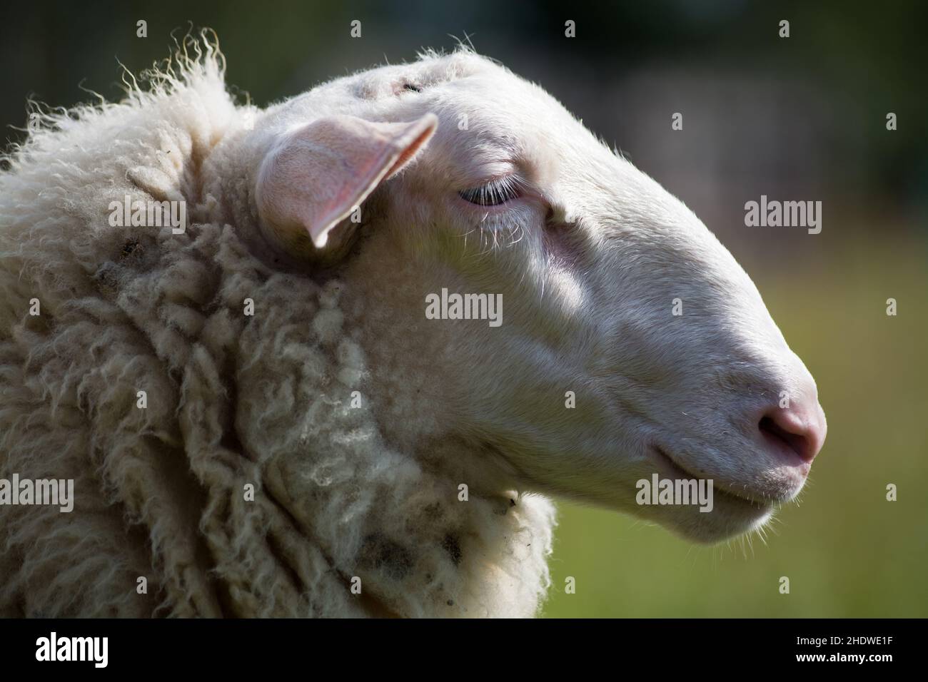 sheep, sheep's head, sheeps, sheep's heads Stock Photo - Alamy