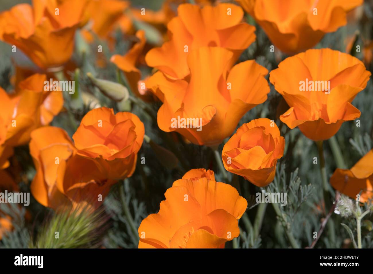 poppy flower, antelope valley california poppy reserve, poppies Stock ...