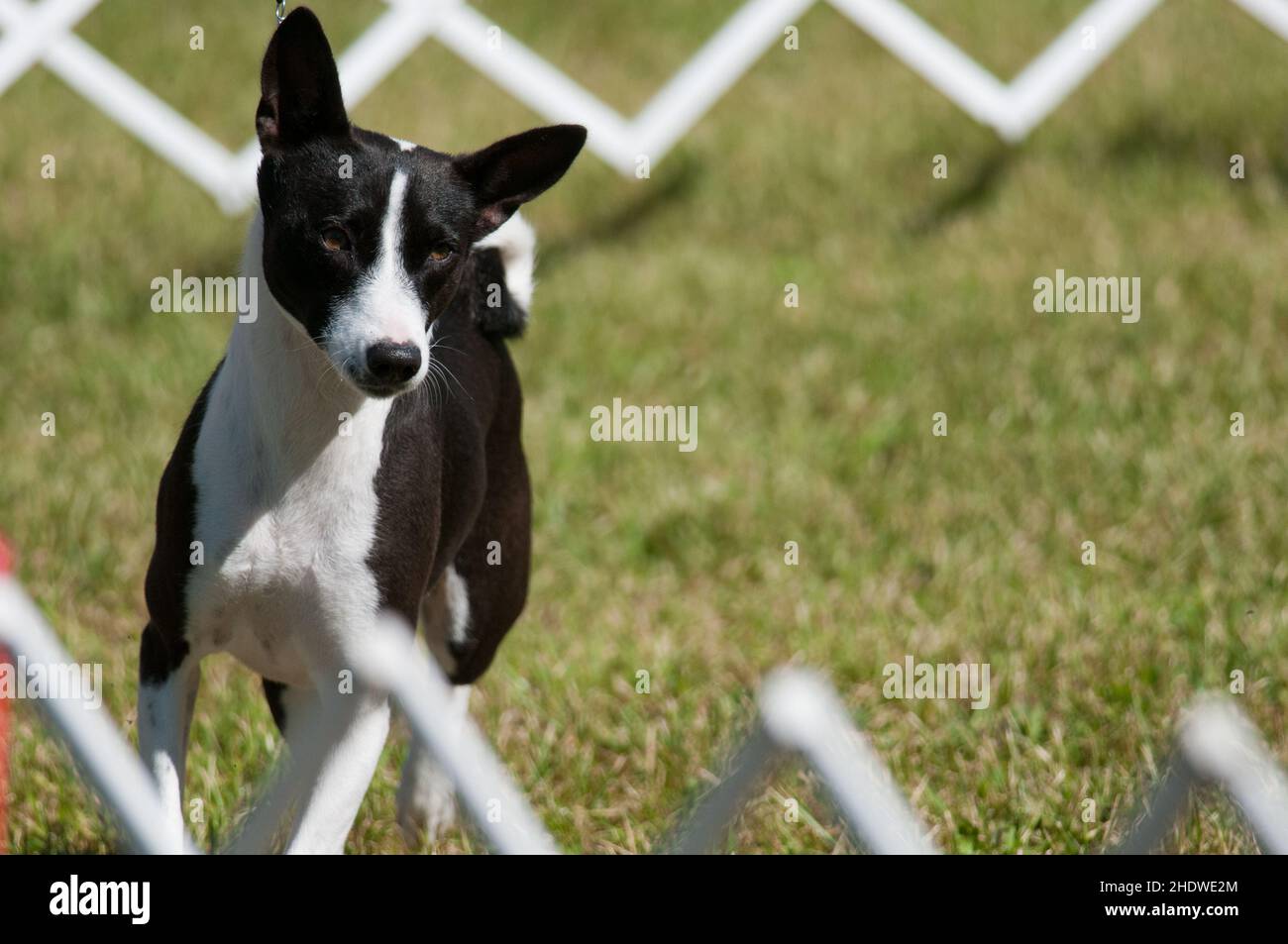 Show basenji hi-res stock photography and images - Alamy