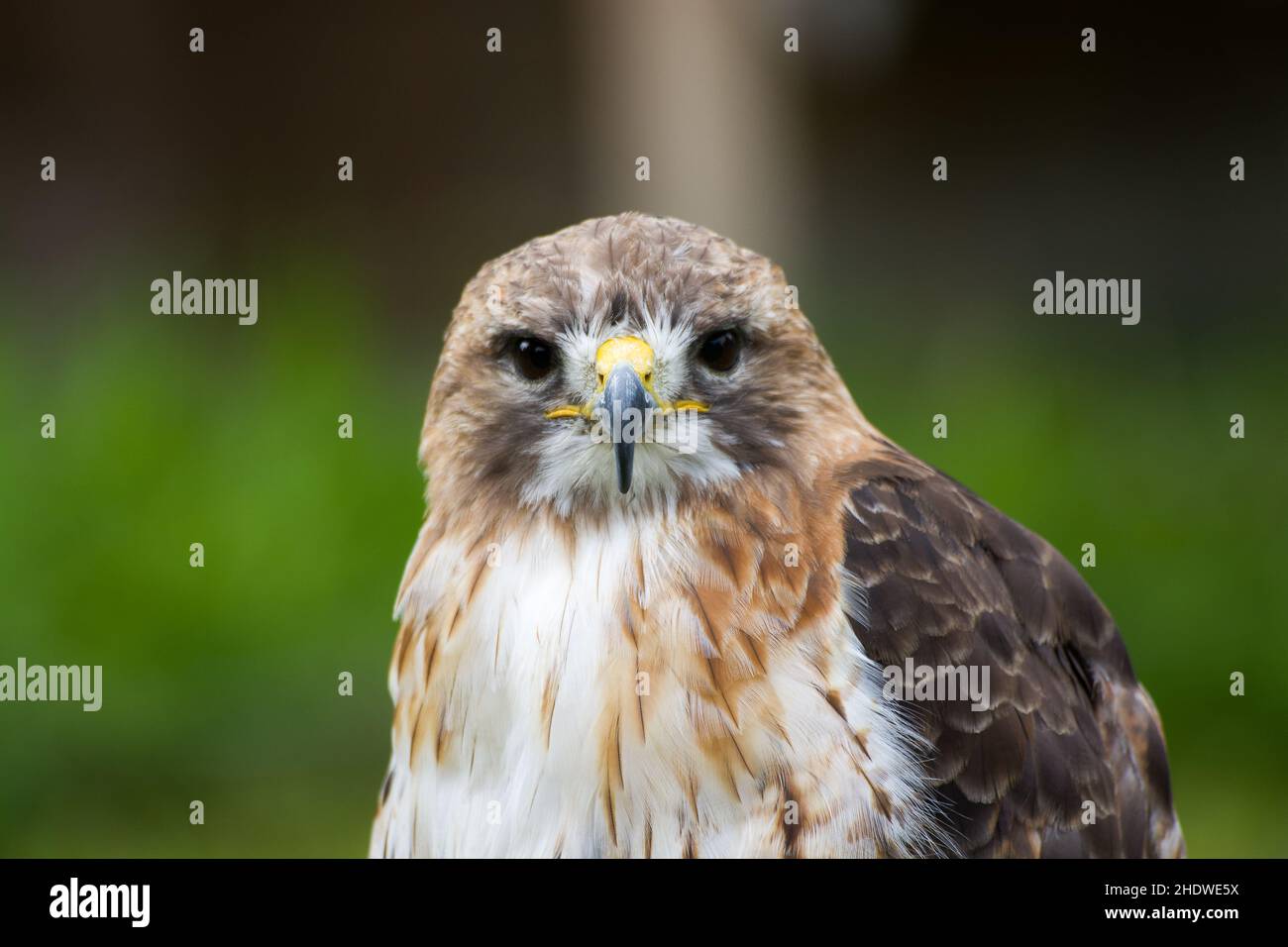 buzzard, goshawk, bussards, goshawks Stock Photo - Alamy