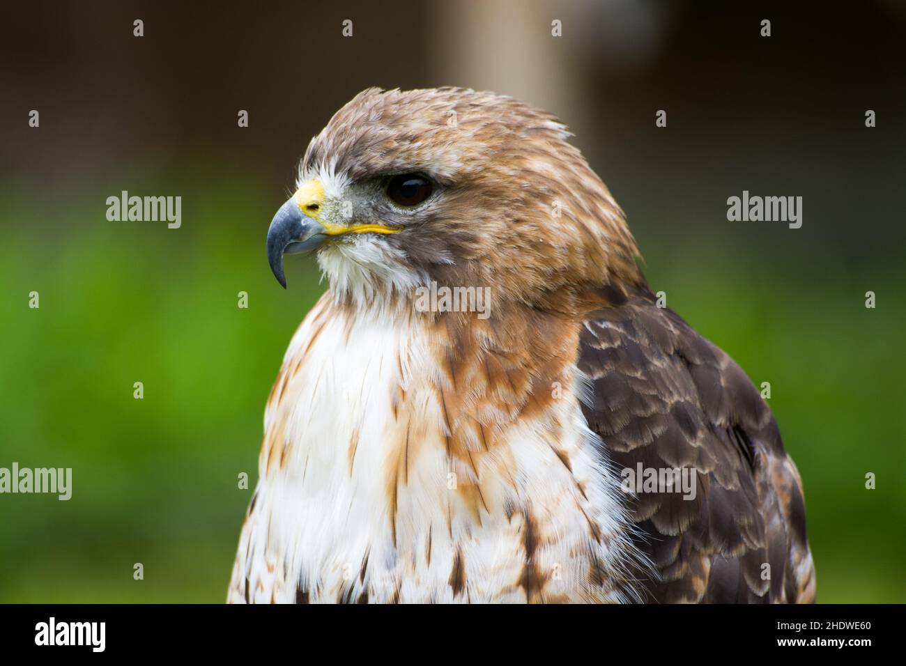 buzzard, raptor, bussards, raptors Stock Photo - Alamy