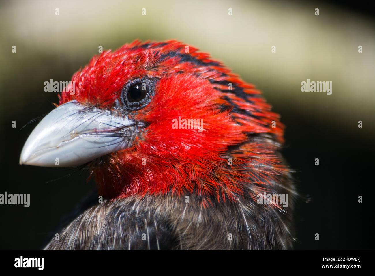 American barbet hi-res stock photography and images - Alamy
