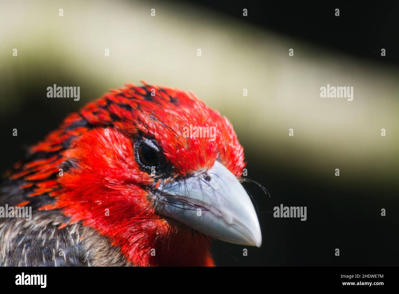 American barbet hi-res stock photography and images - Alamy