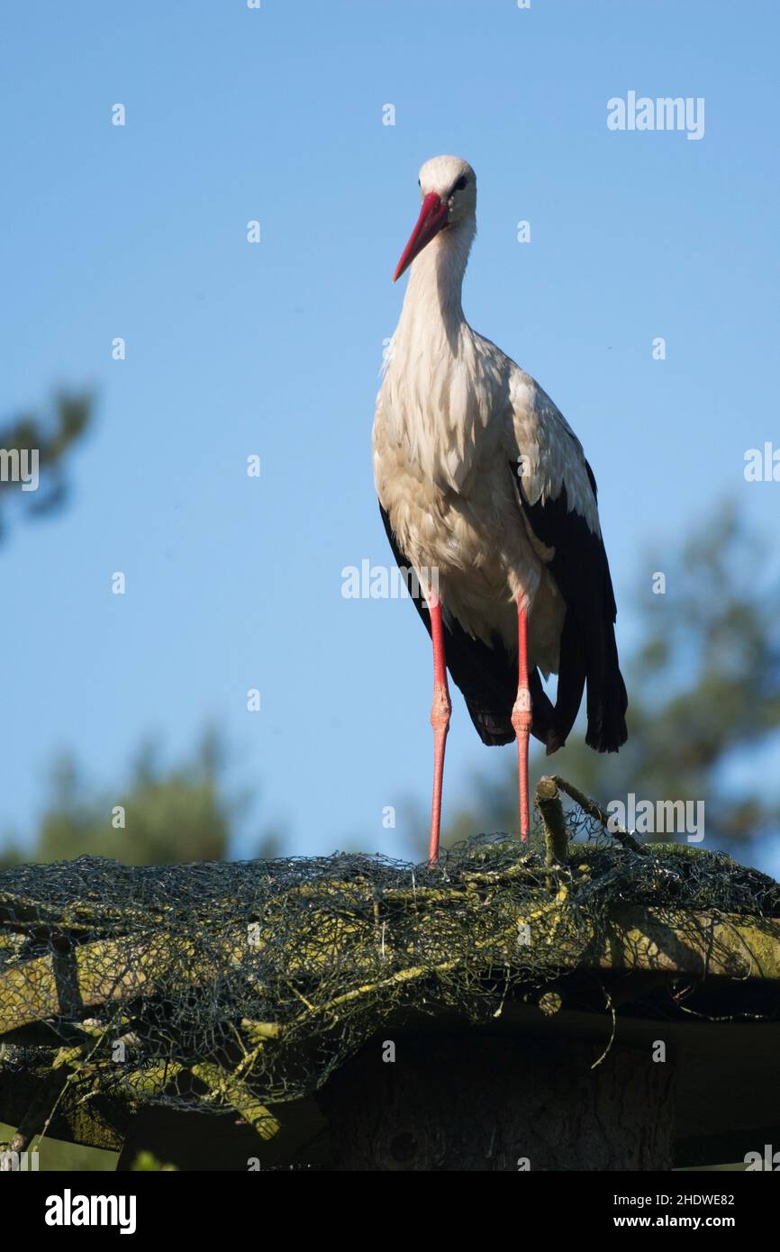 Storks cool cool cool hi-res stock photography and images - Alamy