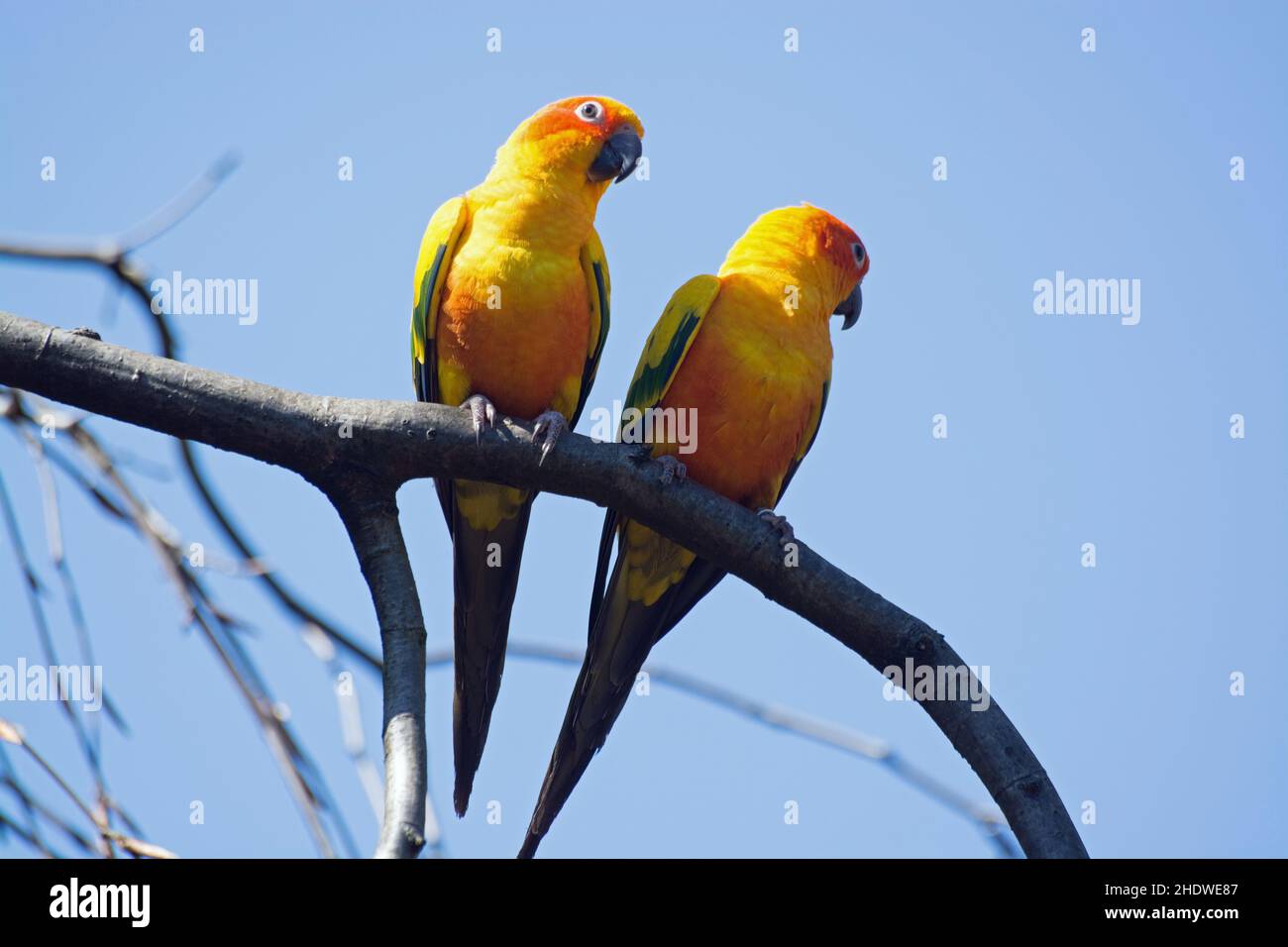sun parakeet, aratinga solstitialis, sun conure Stock Photo - Alamy