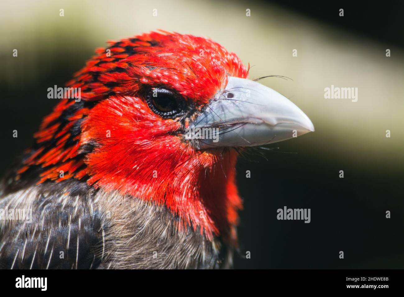American barbets, brown-breasted barbet Stock Photo - Alamy