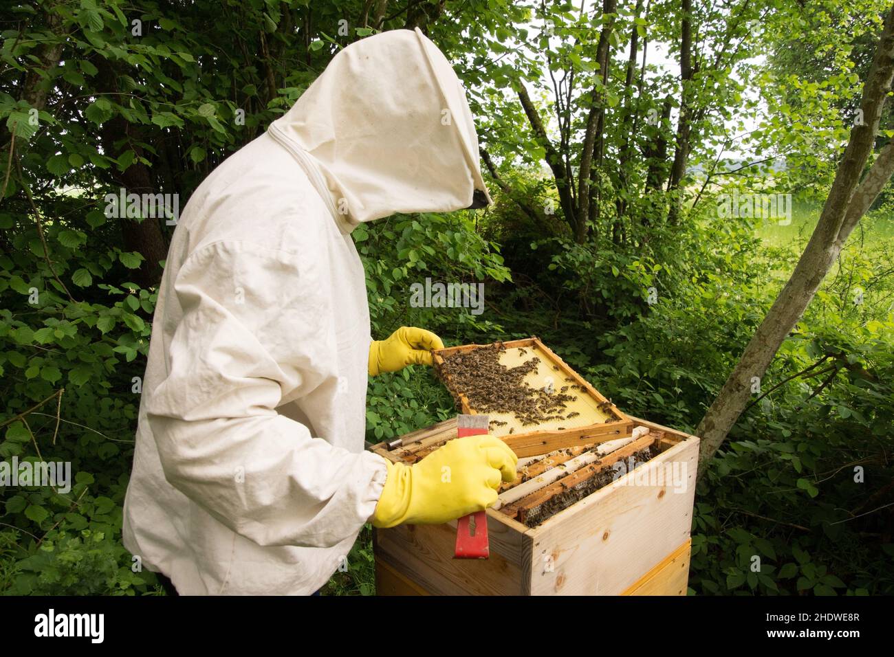 beekeeping, beekeeper, bee colony, apiculture, beekeepers, bee colonies ...