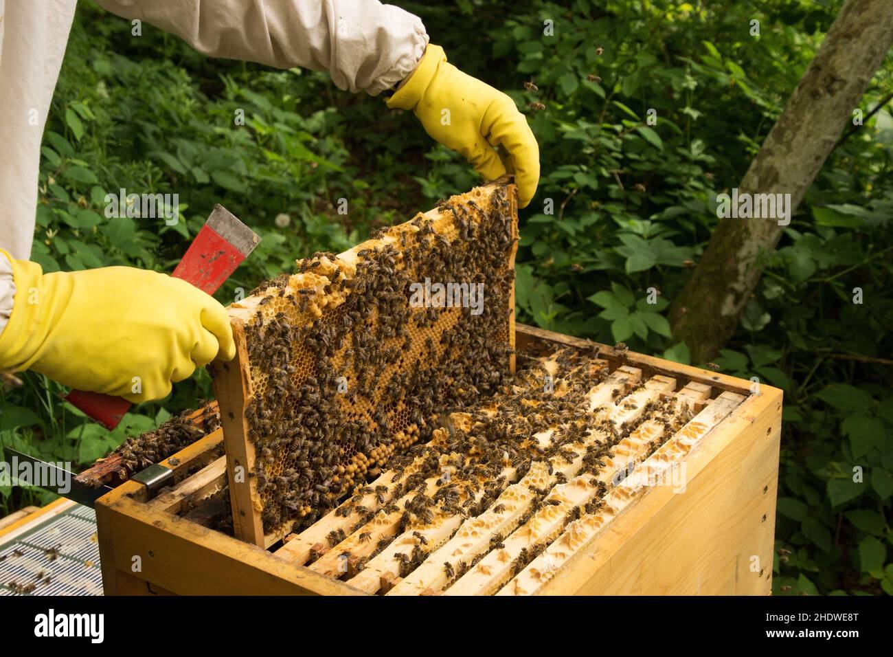 beehive, bee colony, honeycomb, beehives, bee colonies, honeycombs ...