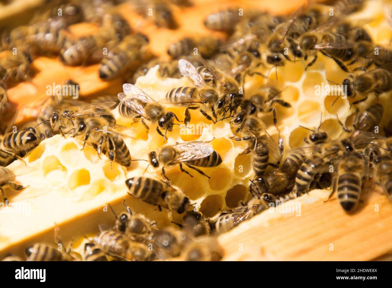 honey bee, bee colony, honeycomb, honey bees, bee colonies, beehive ...