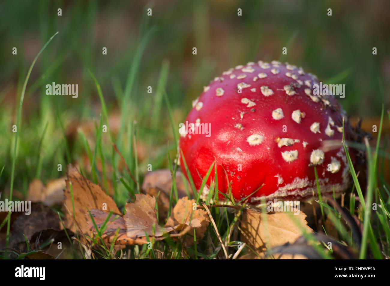 fly agaric, fly agarics Stock Photo - Alamy