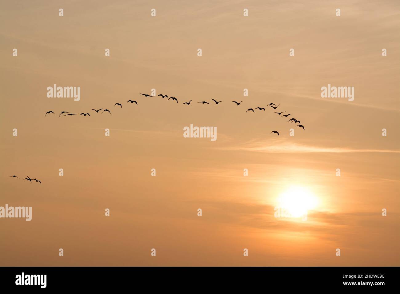 sunset, migratory, swarm of birds, sunsets, migratories Stock Photo - Alamy