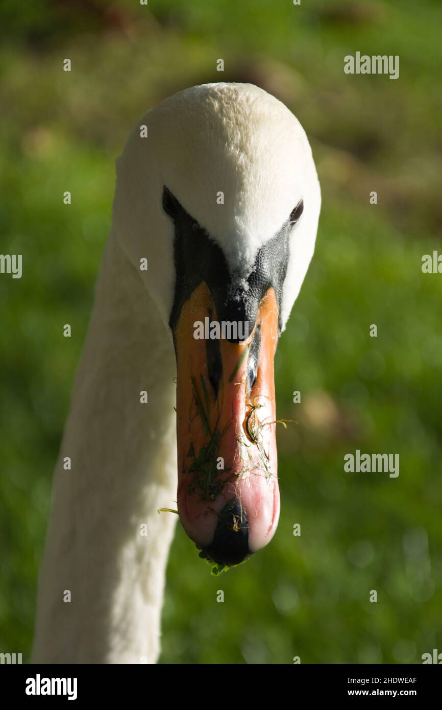 portrait, swan, portraits, swans Stock Photo - Alamy