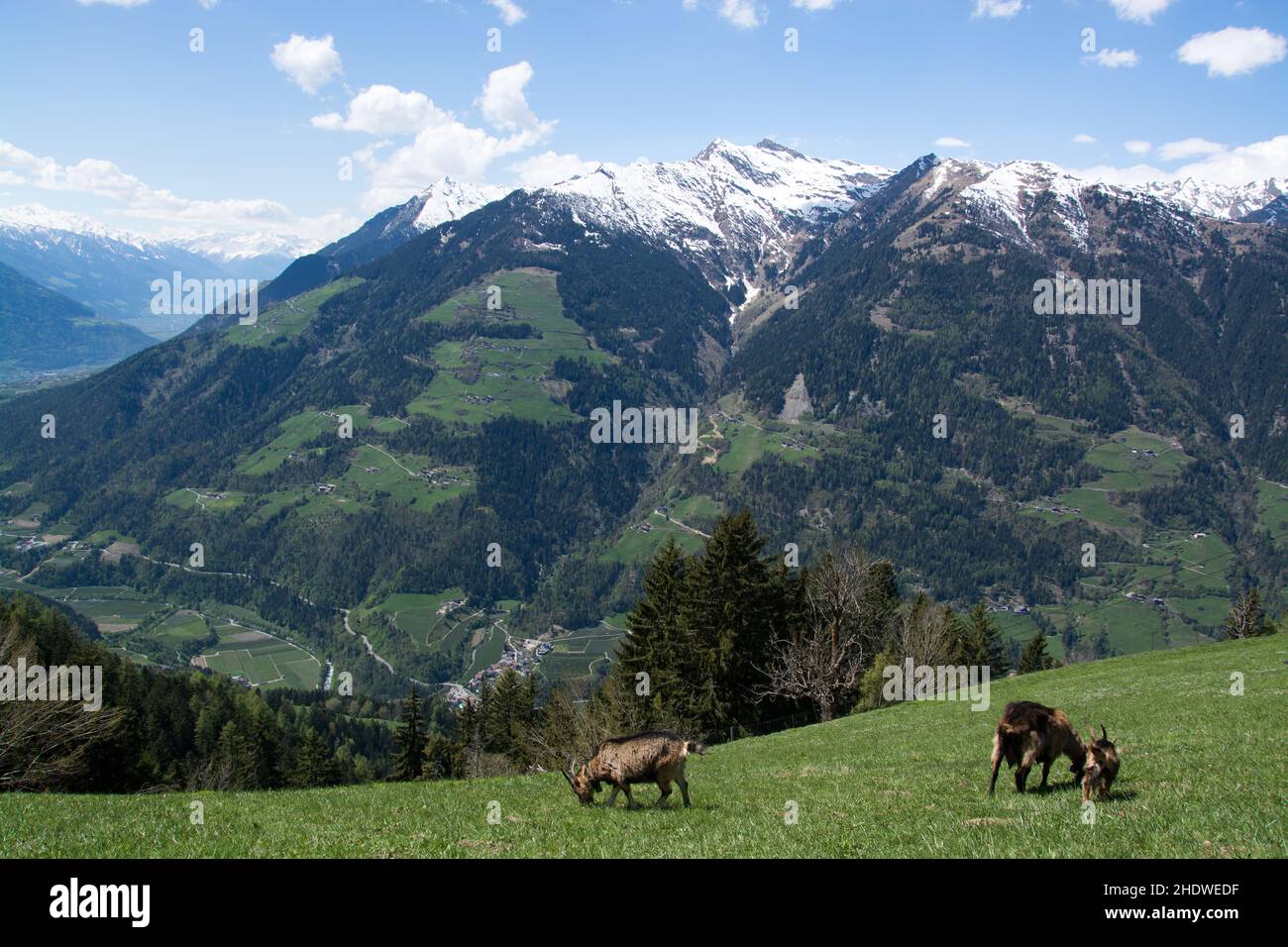 Passeier mountain goat hi-res stock photography and images - Alamy