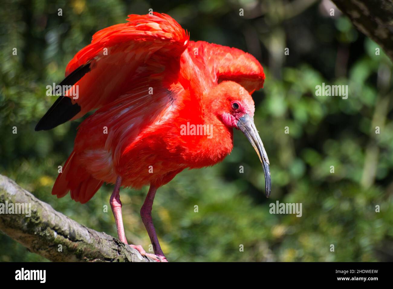 Red tropicals hi-res stock photography and images - Alamy