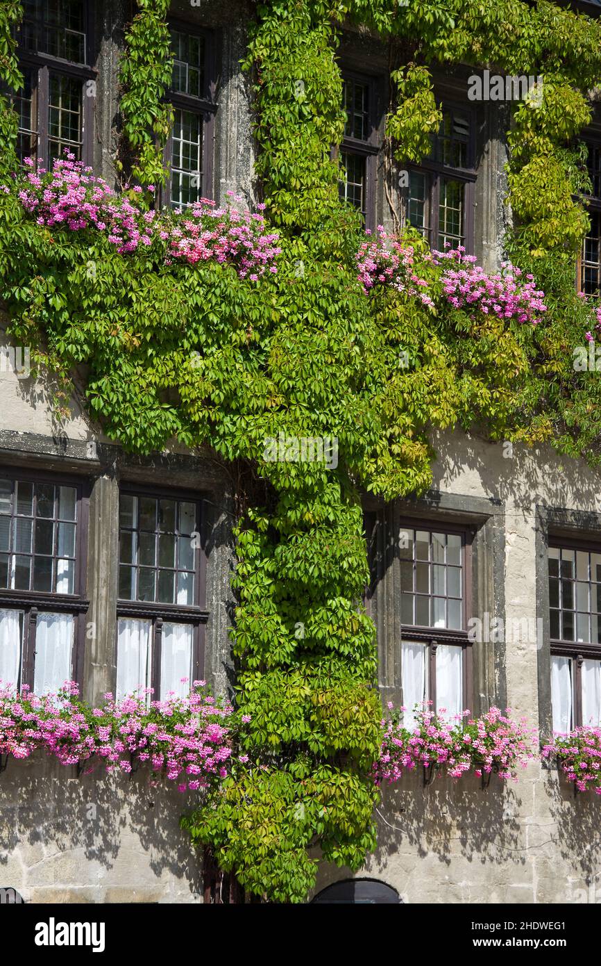 town hall, creeper plant, quedlinburg, town halls, creeper plants ...