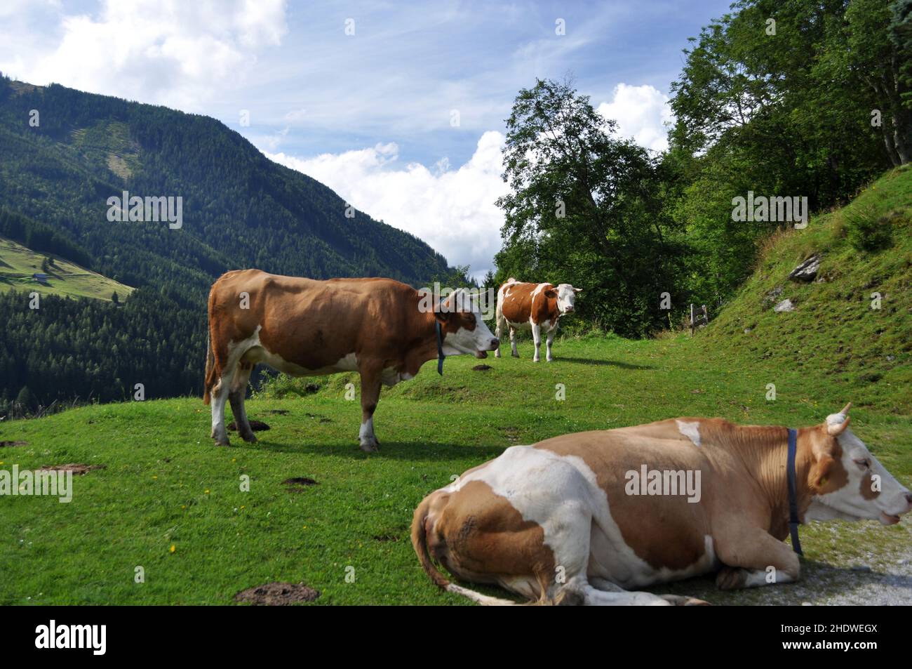cow, alp, cows, alps Stock Photo - Alamy
