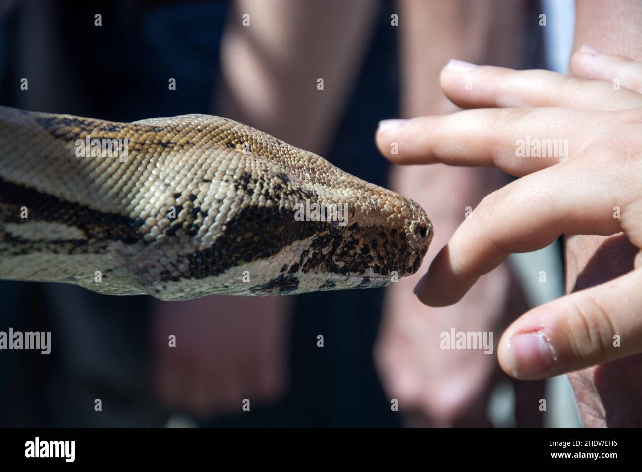 Hand touching snake hi-res stock photography and images - Alamy