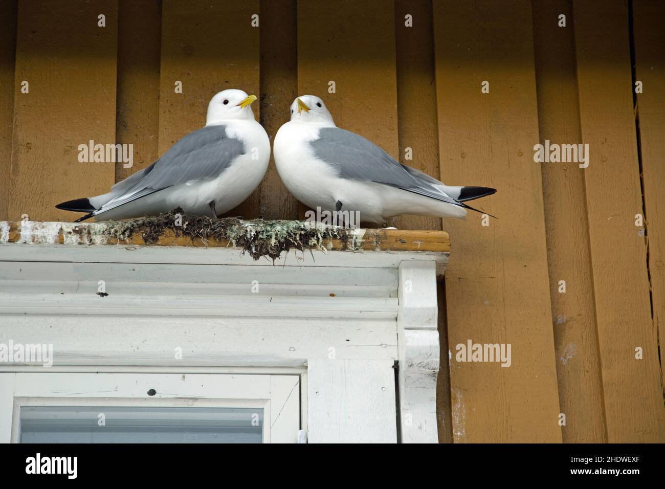 Fjords norway gulls hi-res stock photography and images - Alamy