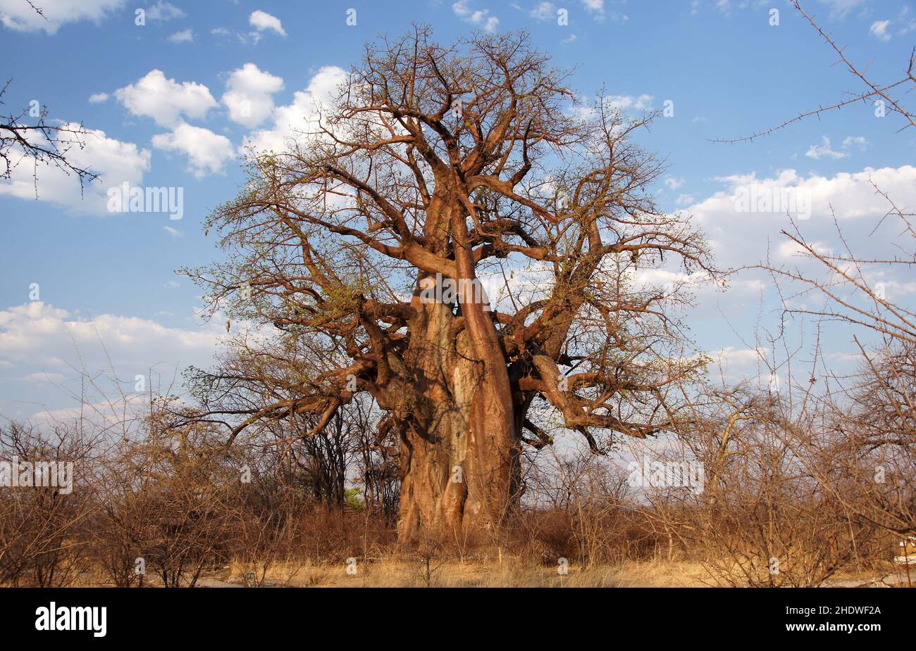 baobab tree, baobab, baobab trees, baobabs Stock Photo - Alamy