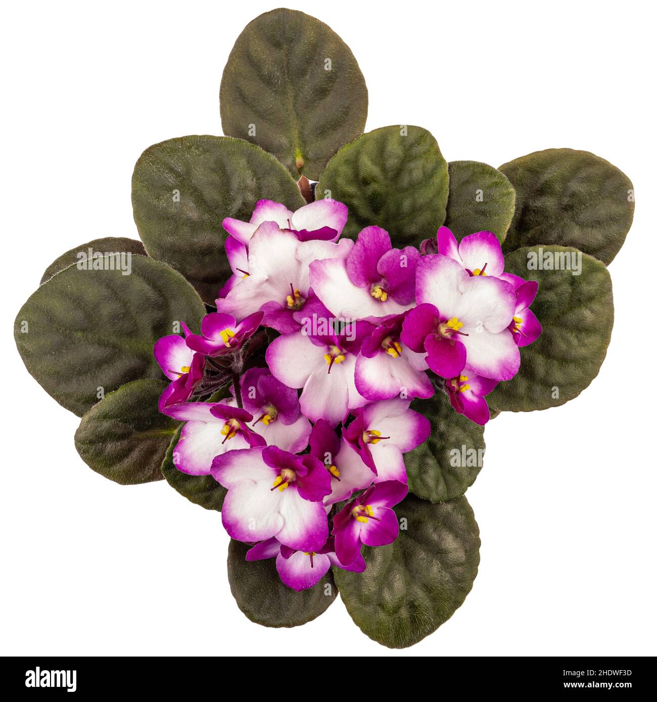 African Violet