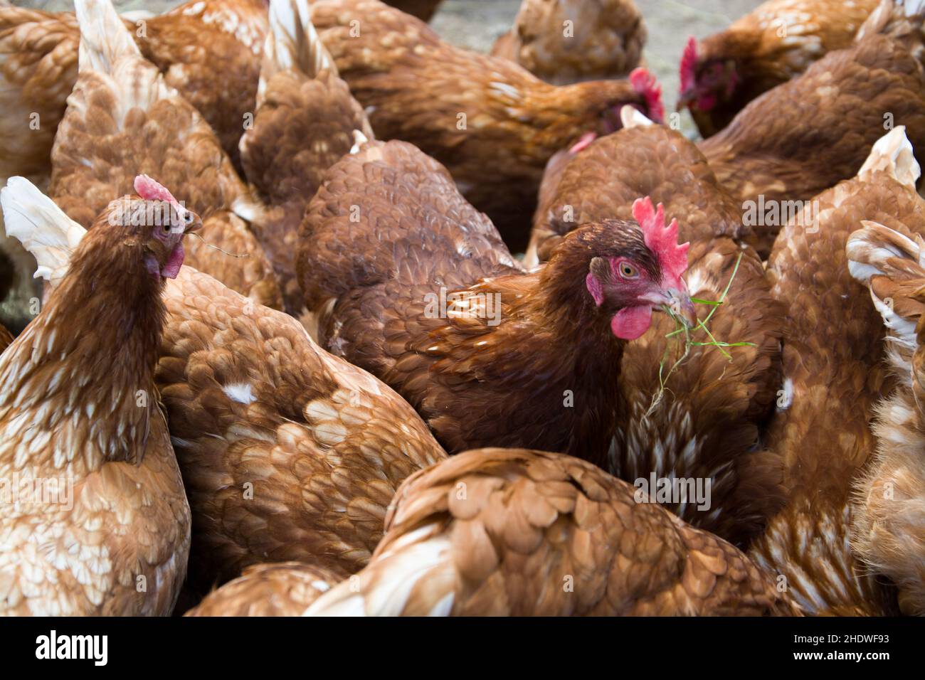 chicken, range chicken, chickens Stock Photo - Alamy