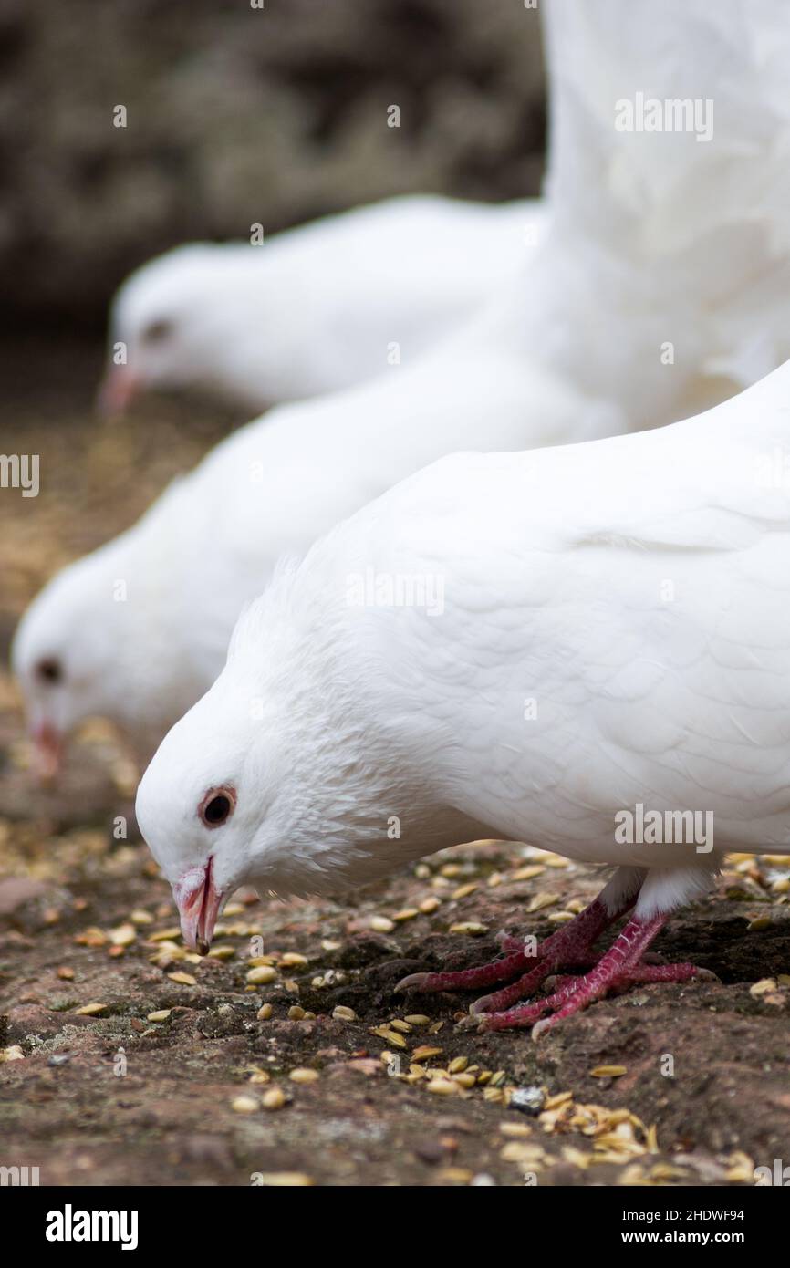 The 3 pigeons hi-res stock photography and images - Alamy