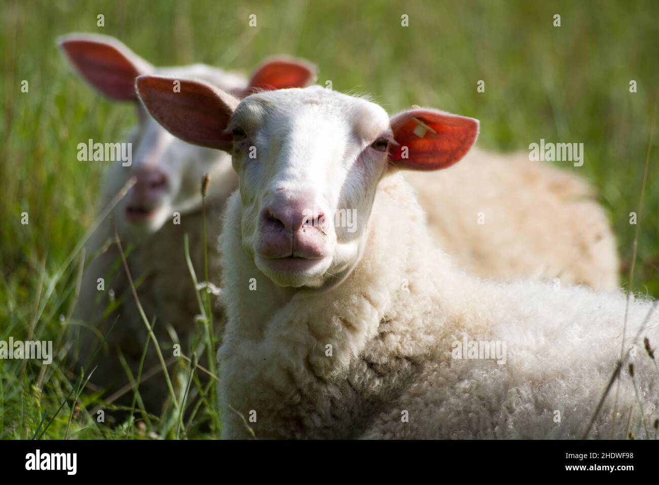 Sheep lying down sheep hi-res stock photography and images - Alamy