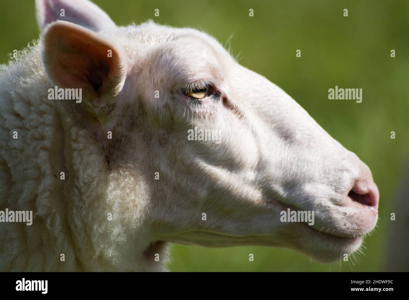 Sheeps head side view hi-res stock photography and images - Alamy