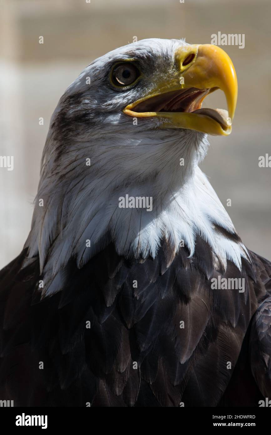 Bald eagle heads hi-res stock photography and images - Alamy