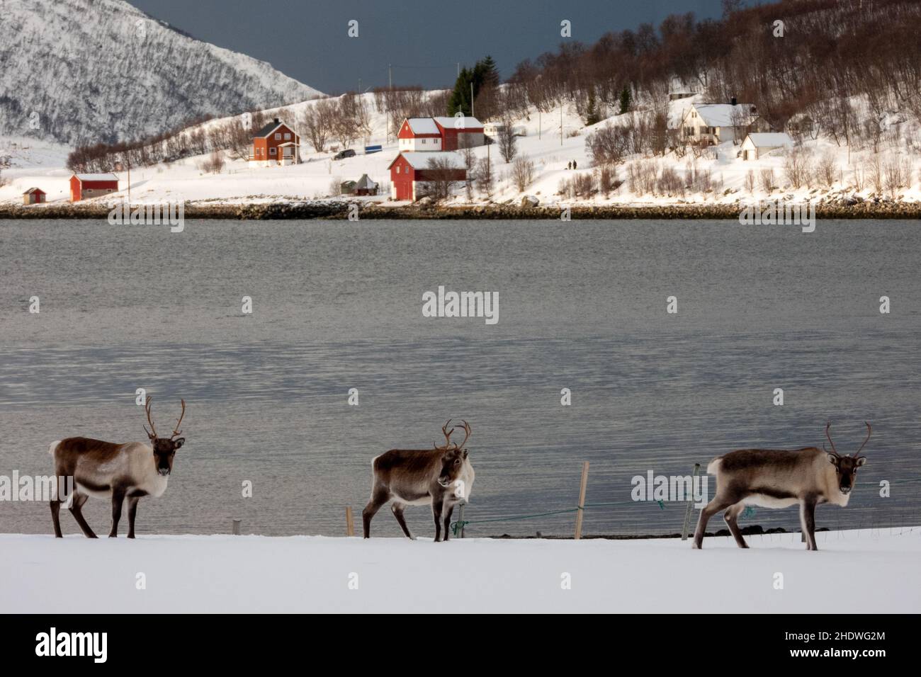 Norways wildlife hi-res stock photography and images - Alamy