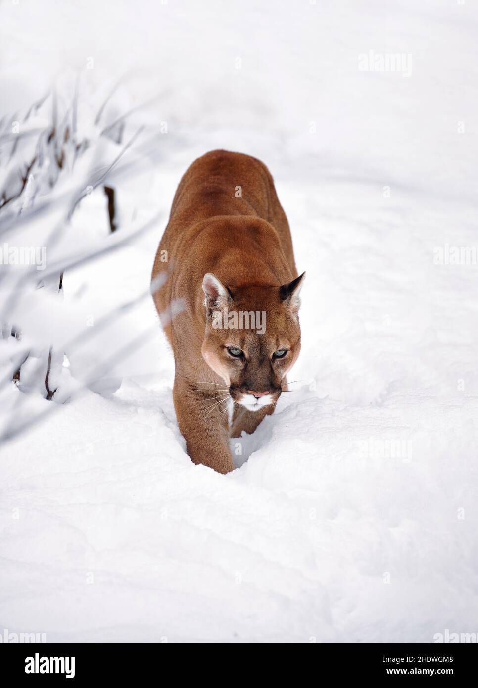 Puma in the winter woods, Mountain Lion look. Mountain lion hunts in a ...