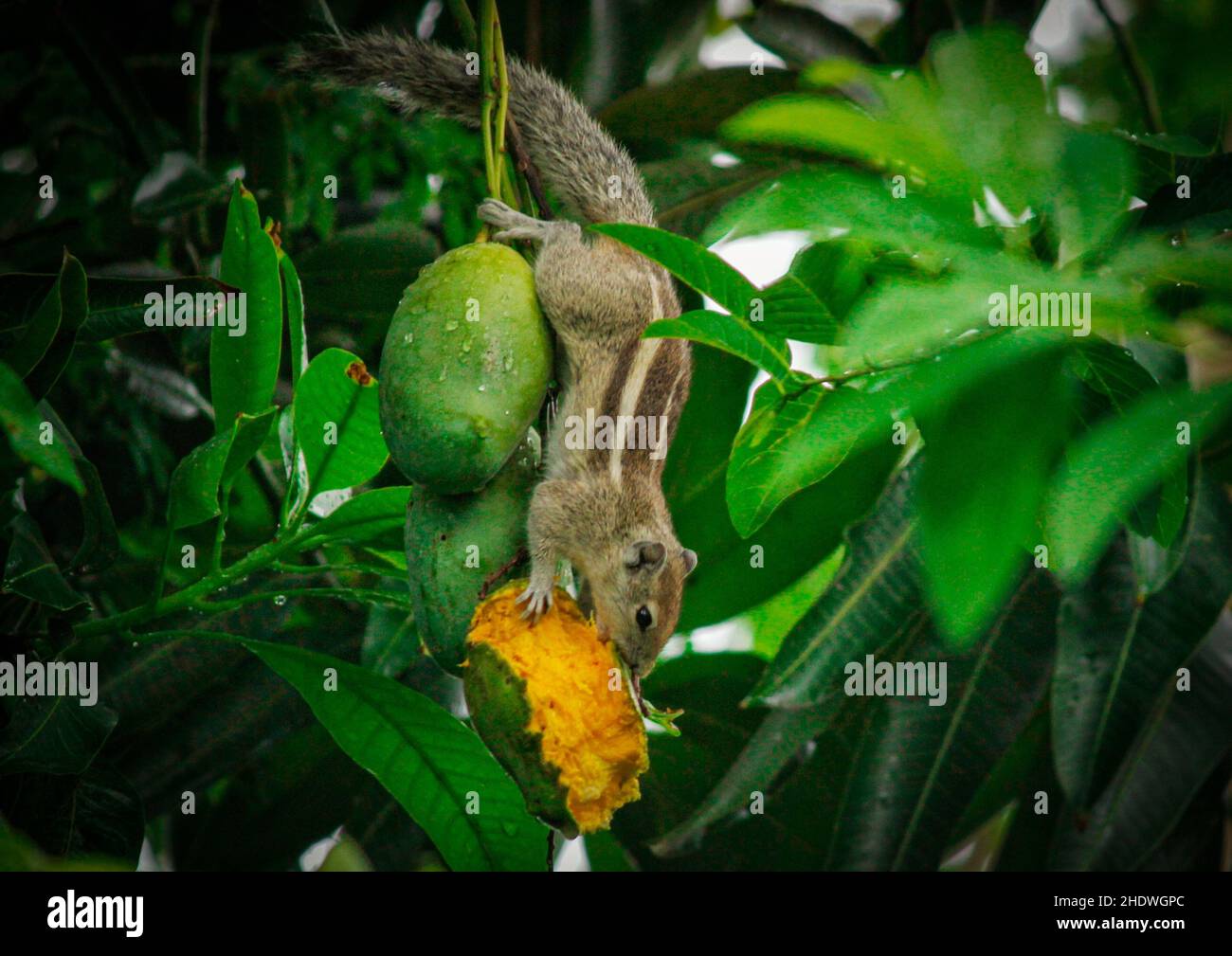 Squirrel Eating Mango in Tree Stock Photo - Alamy