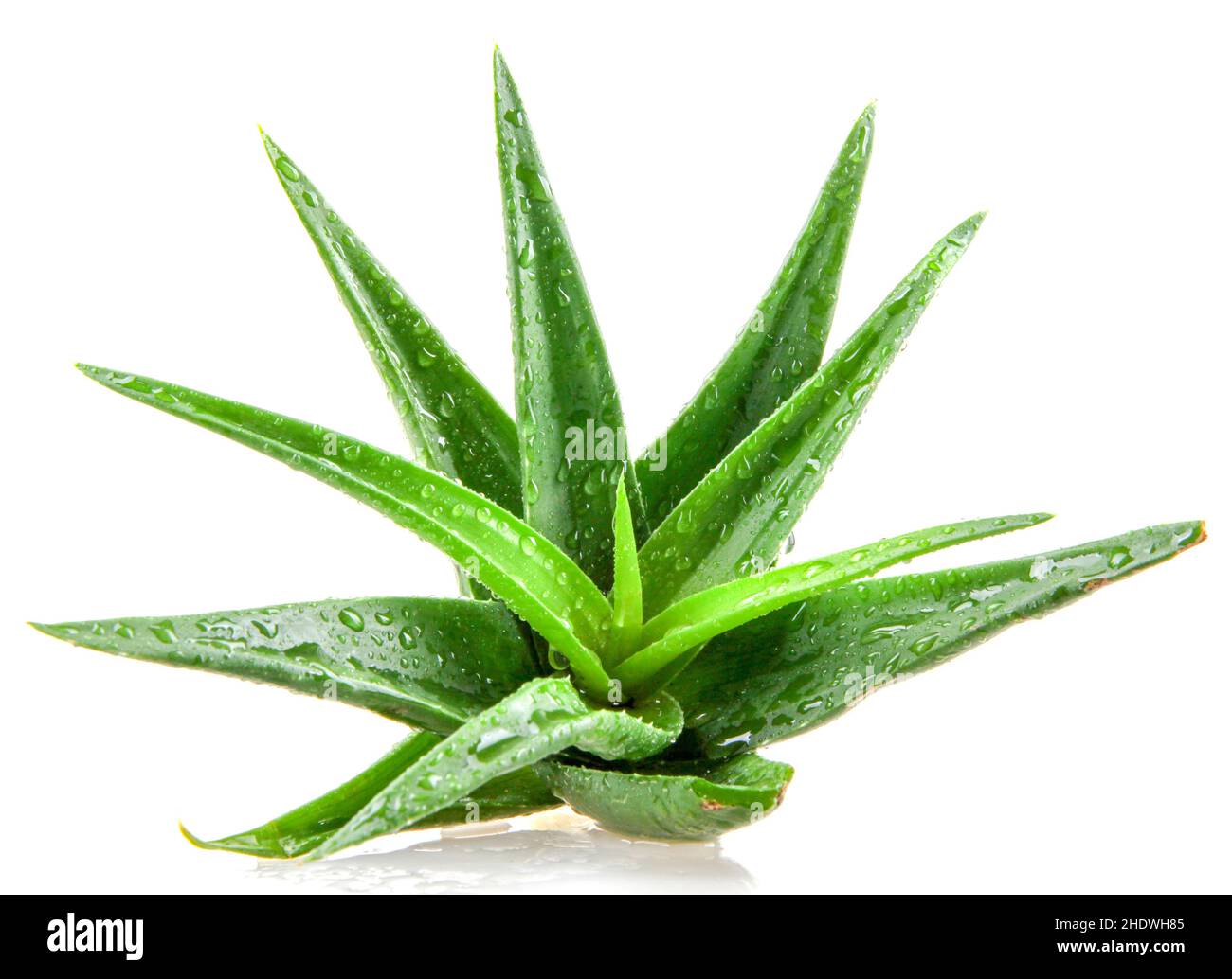 aloe vera, aloe veras Stock Photo - Alamy
