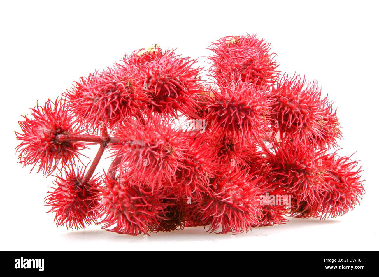 seed head, poisonous plants, tree, seed heads, trees Stock Photo - Alamy