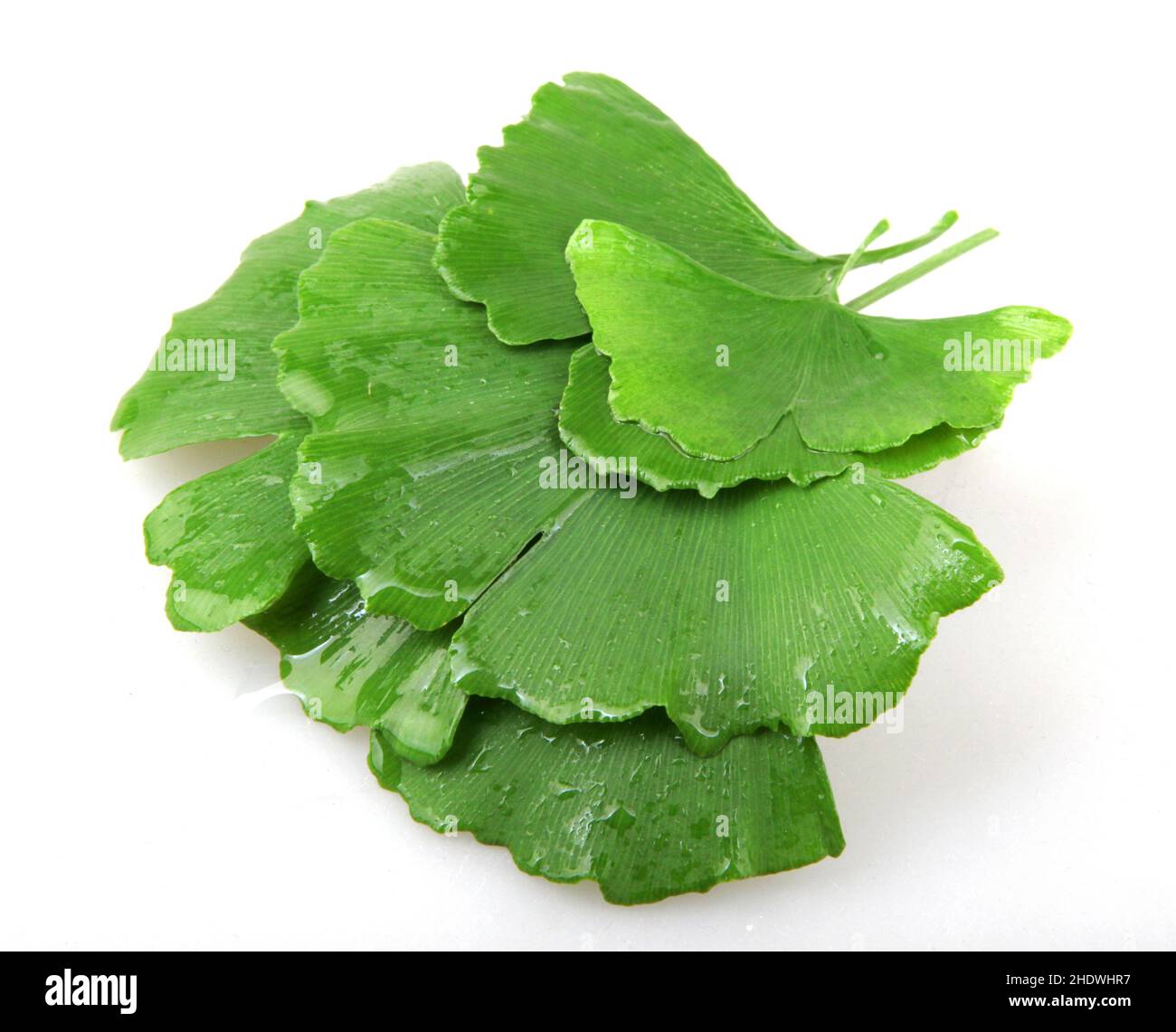 ginkgo leaf, ginkgo leafs Stock Photo - Alamy