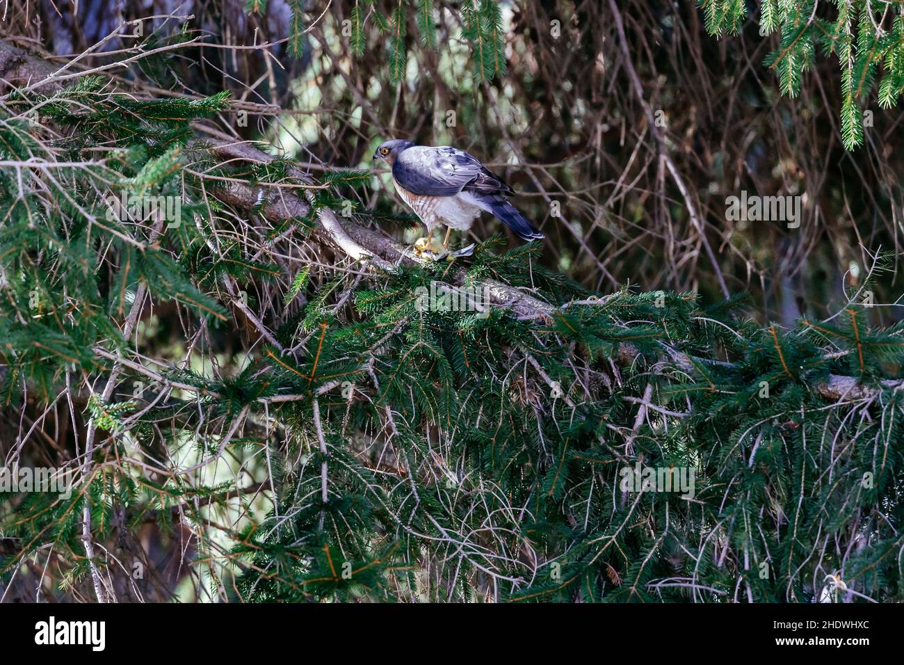 Beautiful view of a bird falcon eating a great tit on a tree Stock ...