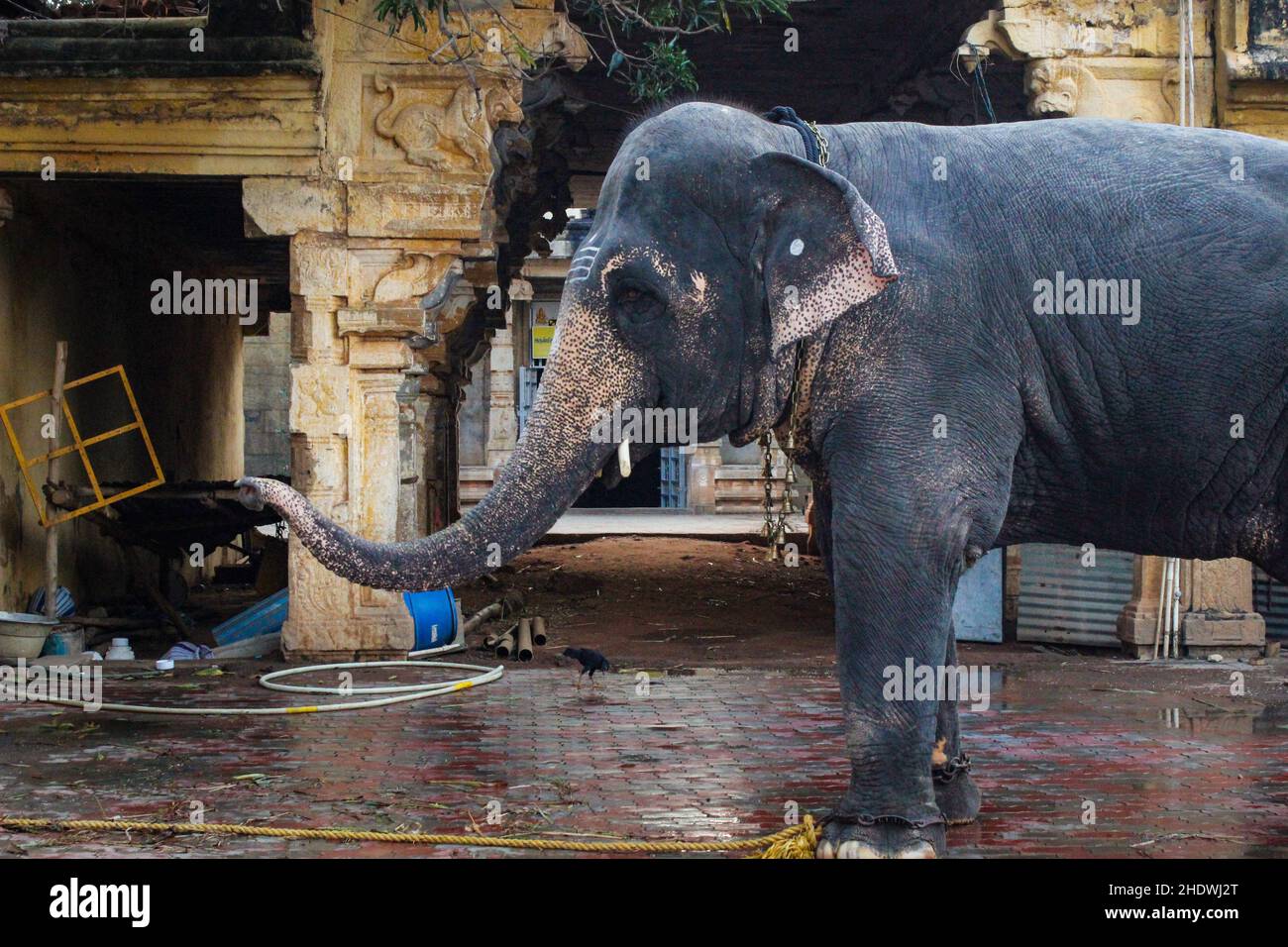Temple Elephant in Tamilnadu , India Stock Photo - Alamy
