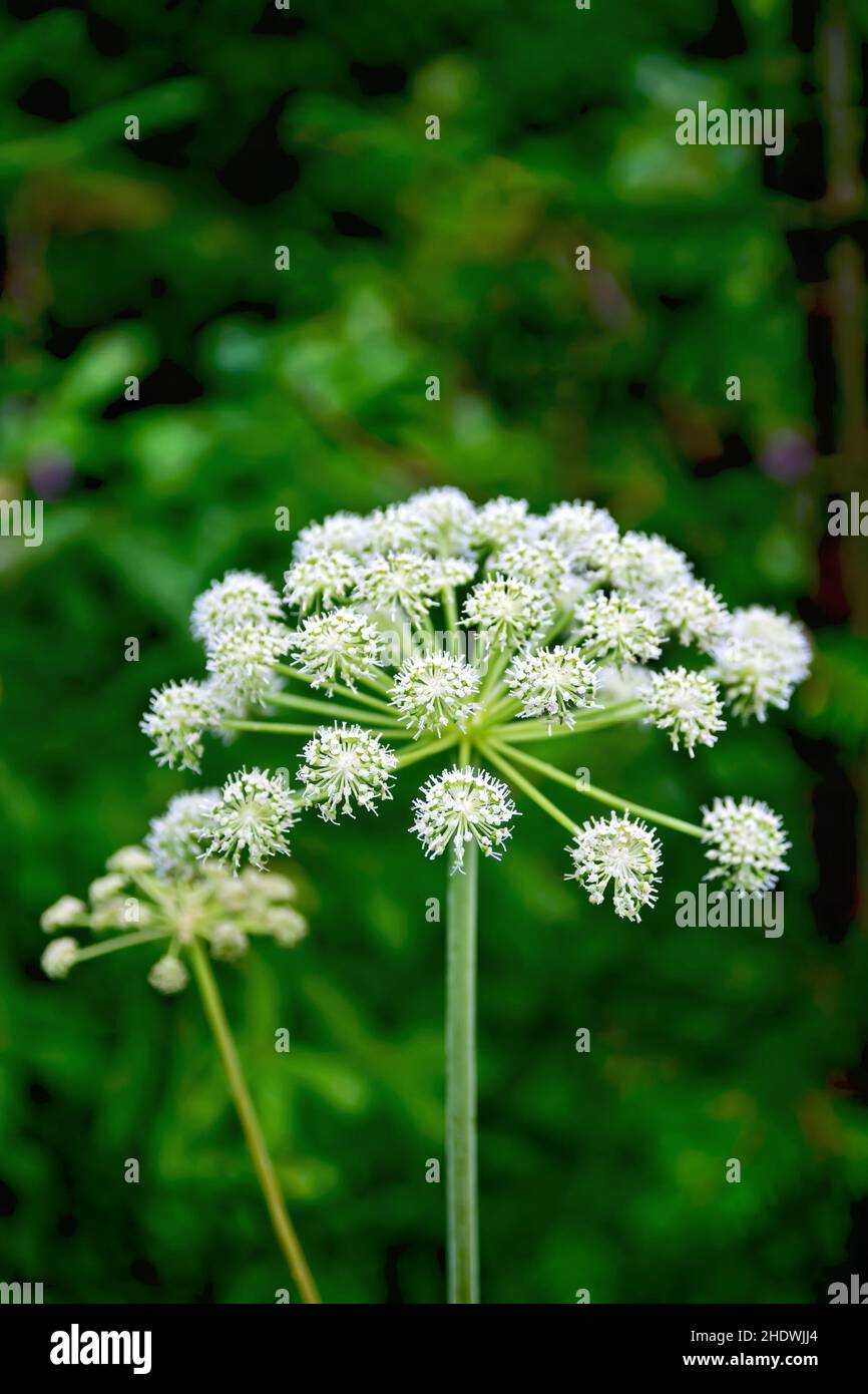 poisonous plants, Cicuta virosa Stock Photo - Alamy
