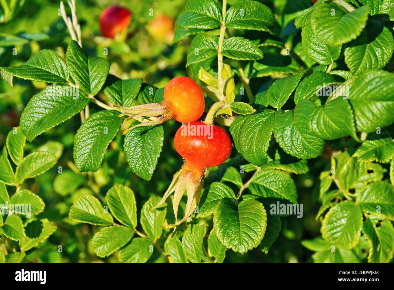 rose hips, wild rose, field rose, rosehip, rosehips, wild roses Stock ...