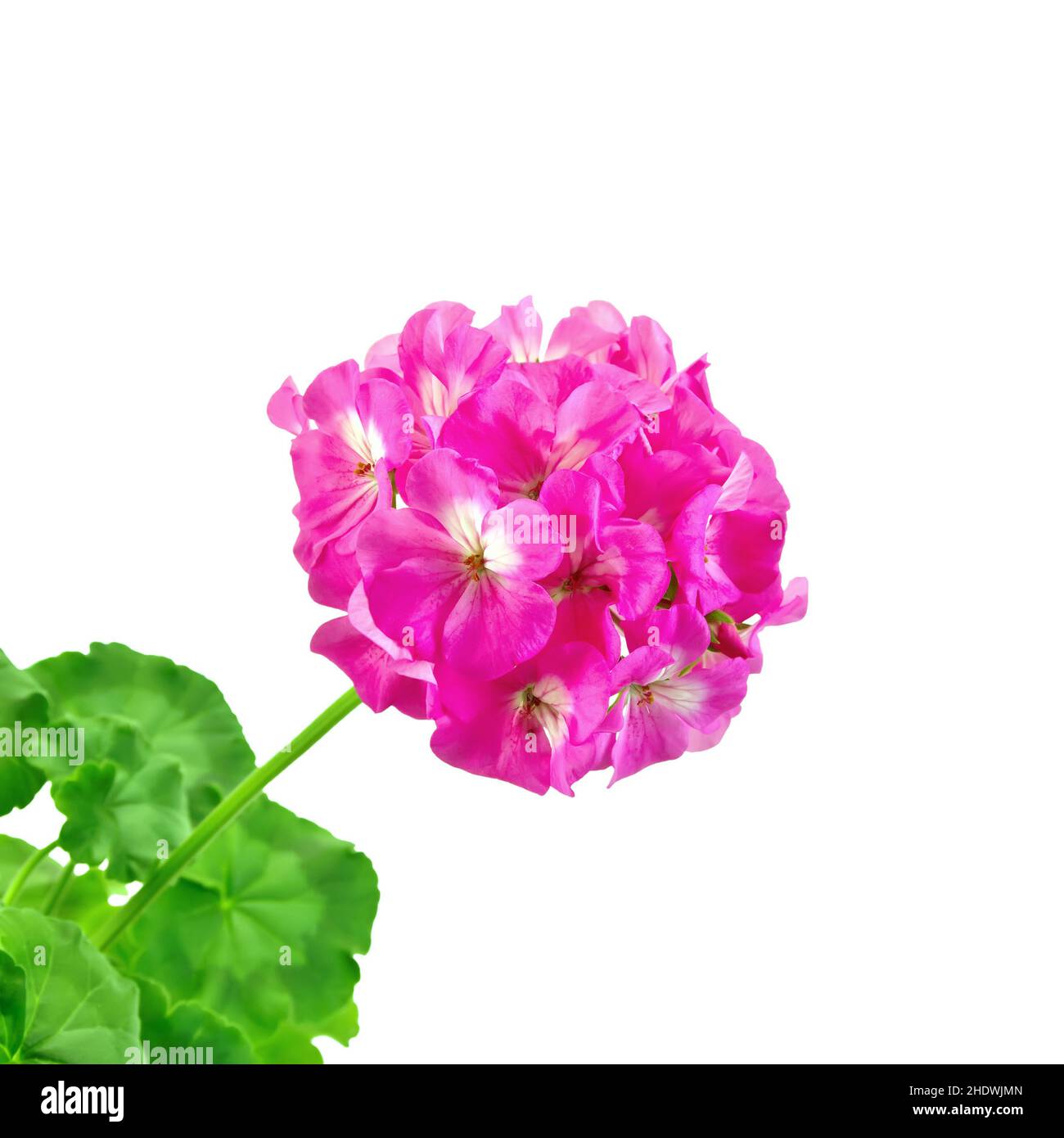 blossom, geranium, blossoms, geraniums Stock Photo - Alamy
