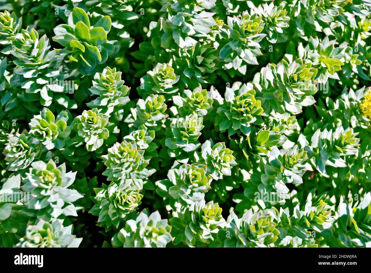 herb, rose root, herbs, aaron's rod, arctic root, golden root, king's ...