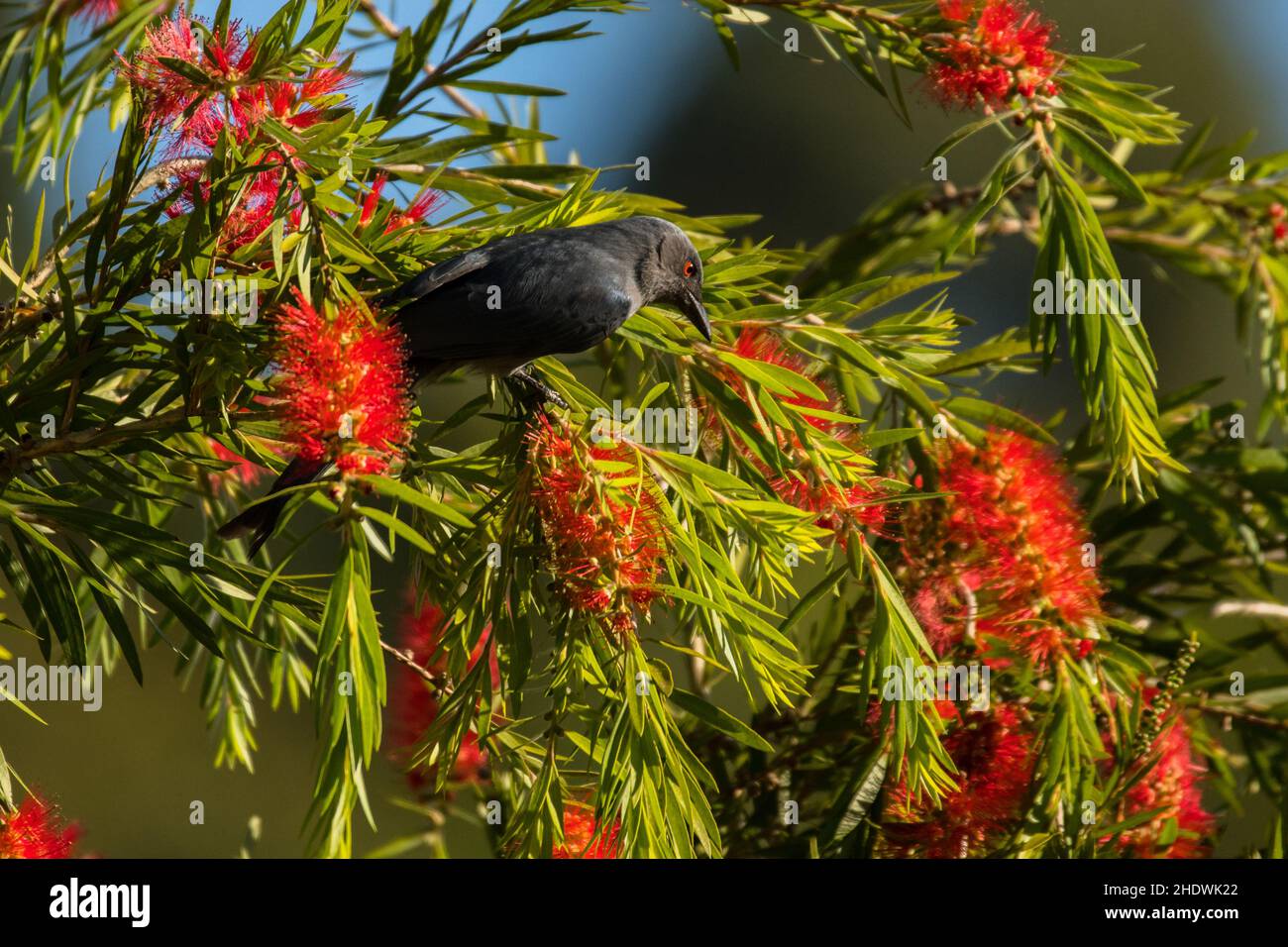 Ashy Drongo, Dicrurus leucophaeus, Vietnam Stock Photo - Alamy