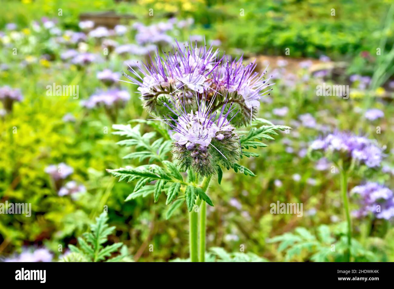 phacelia, honey plant, phacelias, honey plants Stock Photo - Alamy