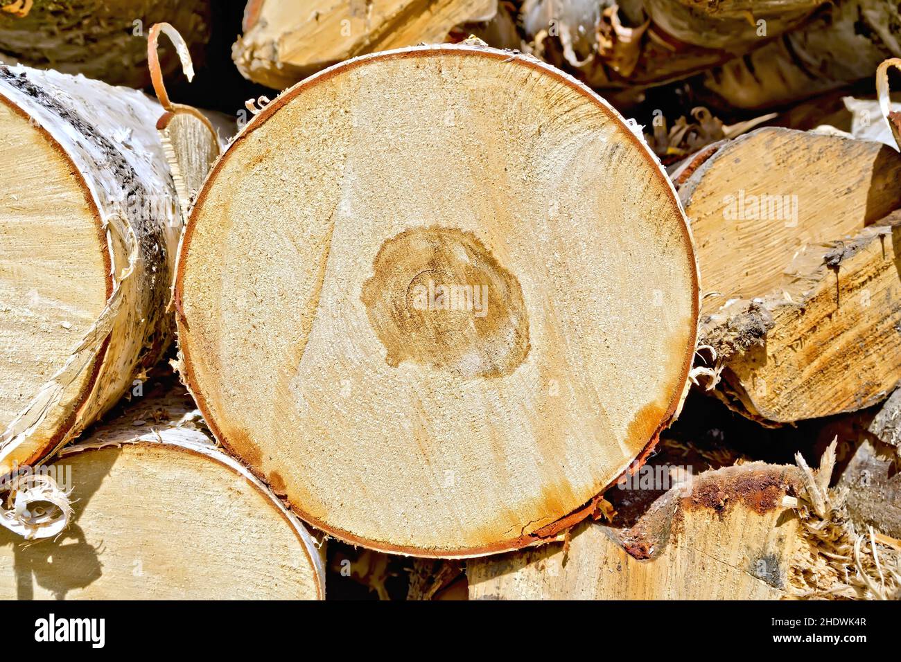 wood, tree trunk, trembling aspen, woodland, woodlands, woods, trunks ...