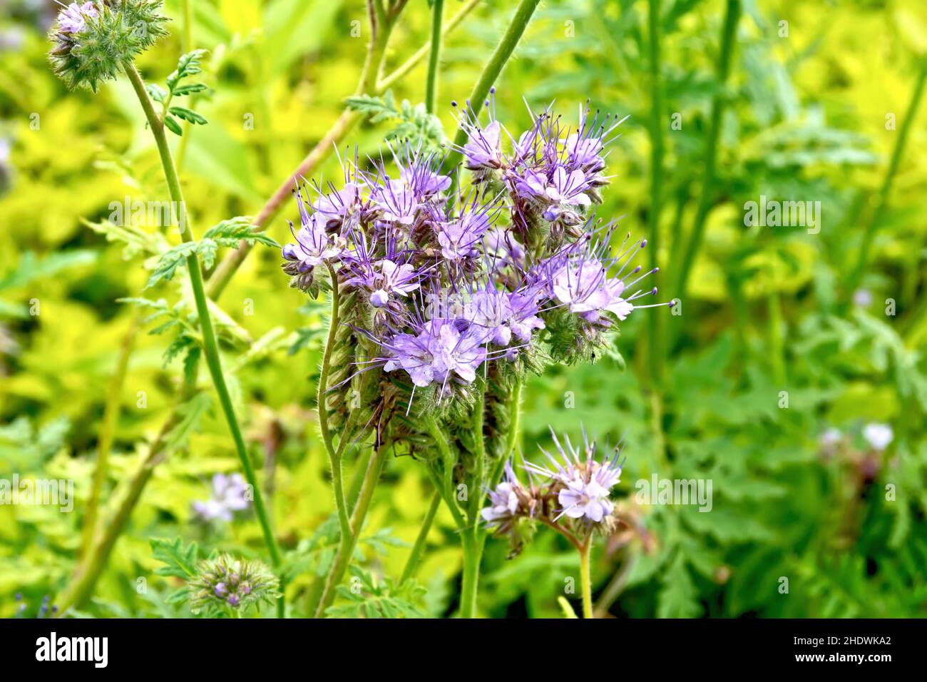 lacy phacelia, lacy phacelias Stock Photo - Alamy